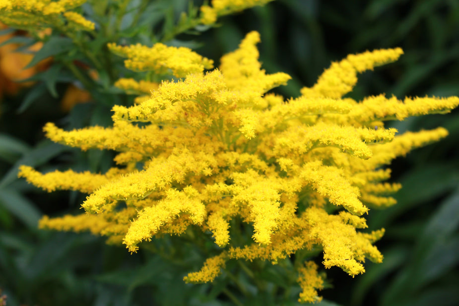 Solidago 'Crown of Rays' – Ballyrobert Gardens