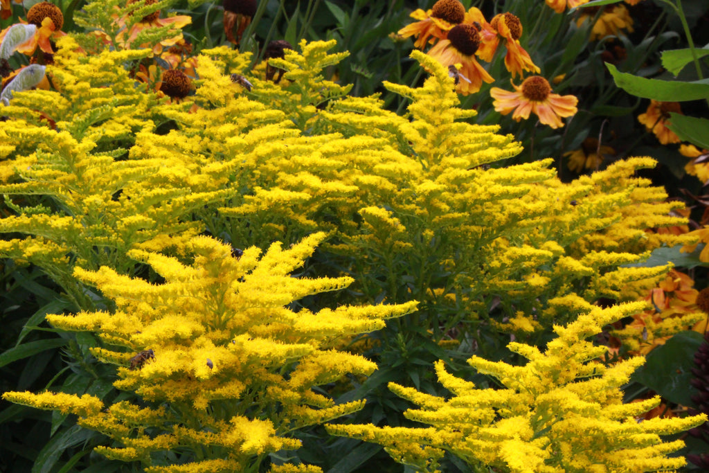 Solidago 'Crown of Rays' – Ballyrobert Gardens