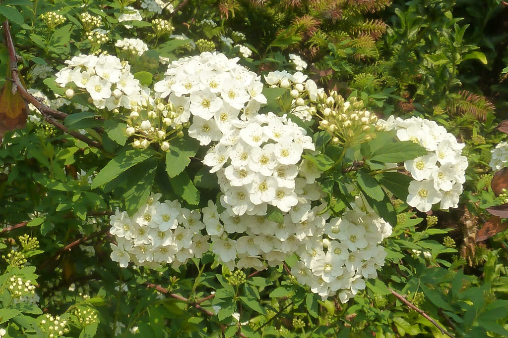 Spiraea nipponica 'Snowmound' – Ballyrobert Gardens