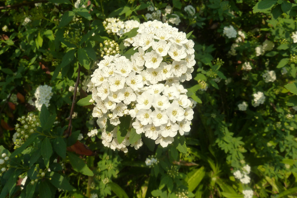 Spiraea nipponica 'Snowmound' – Ballyrobert Gardens