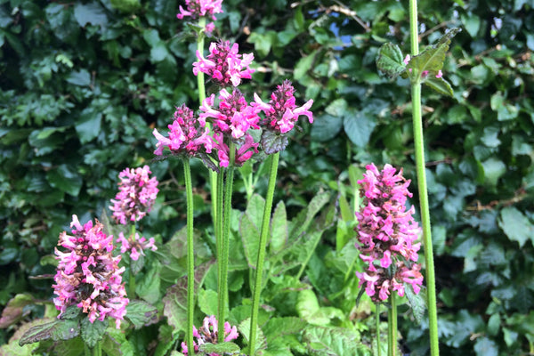 Stachys officinalis 'Rosea' – Ballyrobert Gardens