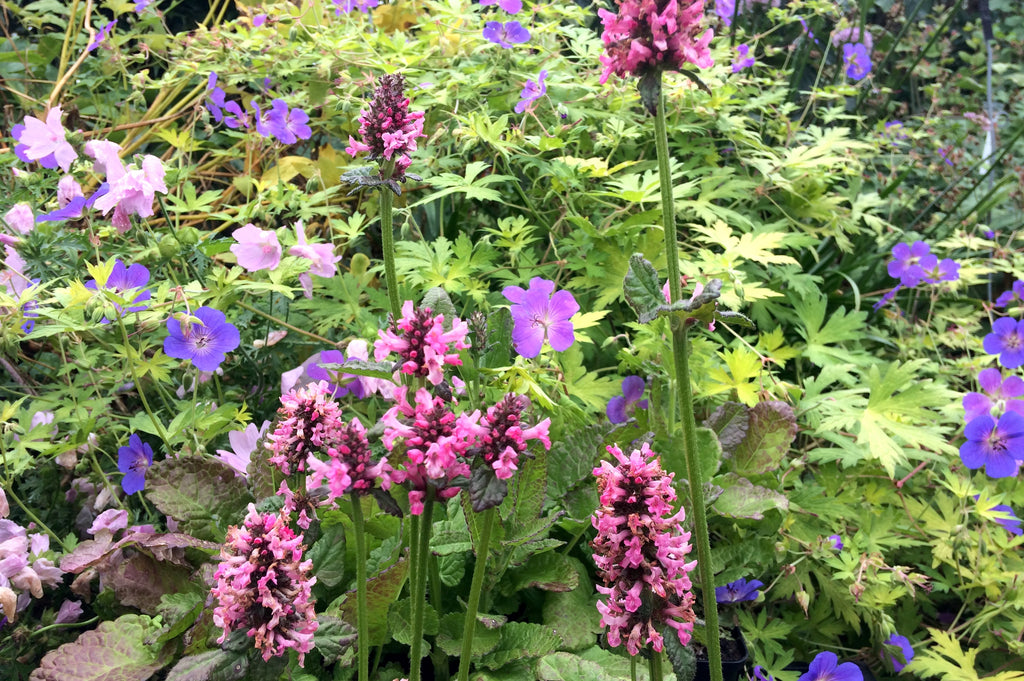 Stachys officinalis 'Rosea' – Ballyrobert Gardens
