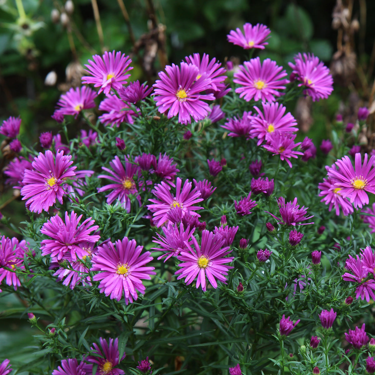 Symphyotrichum novi-belgii 'Tonga' (Island Series) – Ballyrobert Gardens