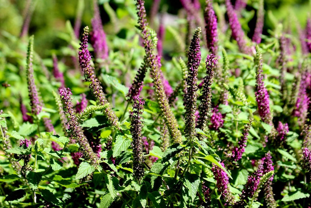 Teucrium hircanicum – Ballyrobert Gardens