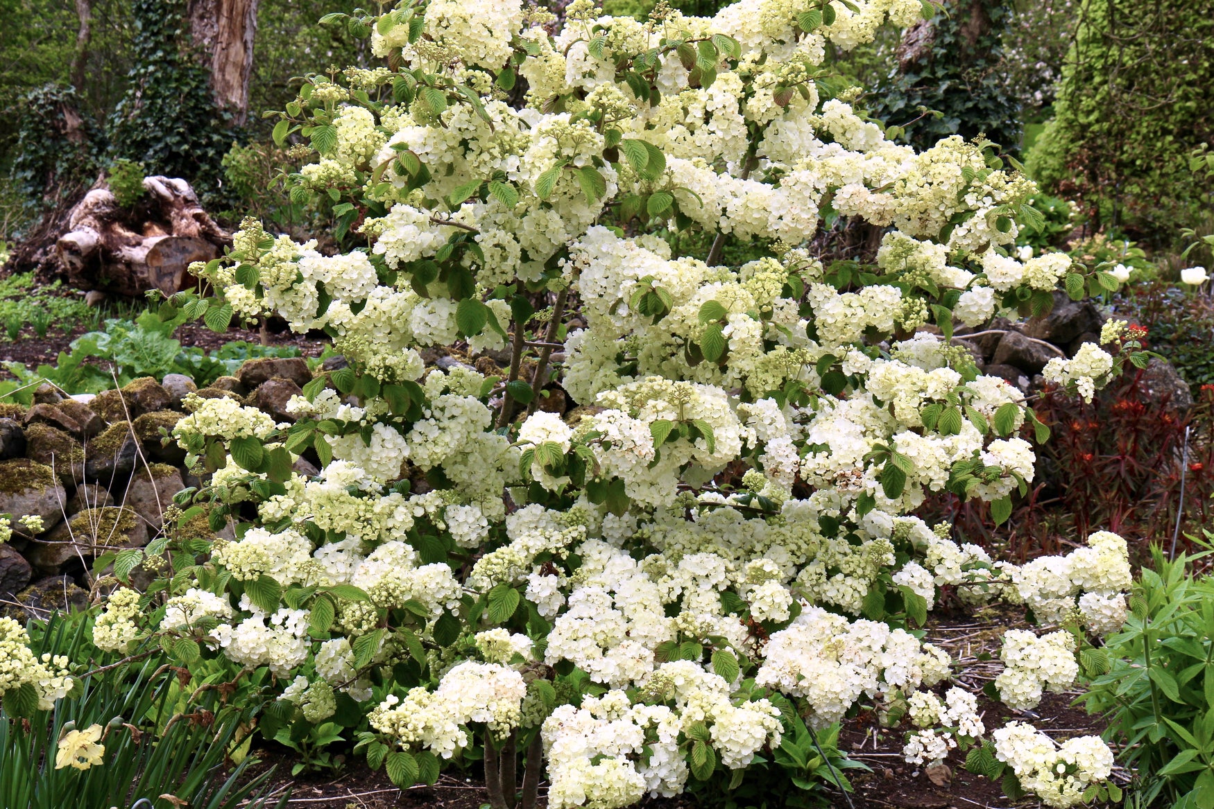 Viburnum plicatum f. plicatum 'Popcorn' – Ballyrobert Gardens