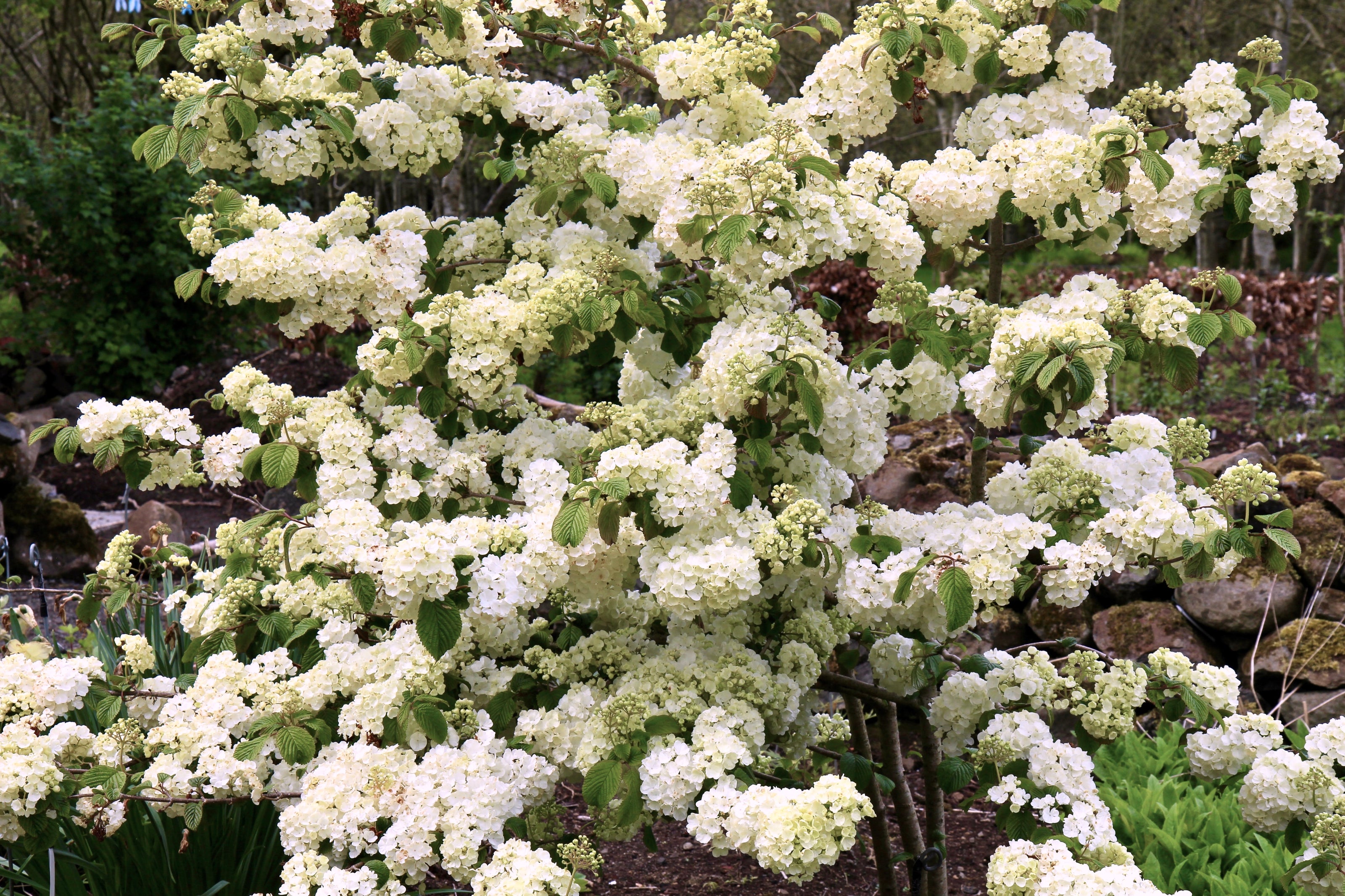 Viburnum plicatum f. plicatum 'Popcorn' – Ballyrobert Gardens