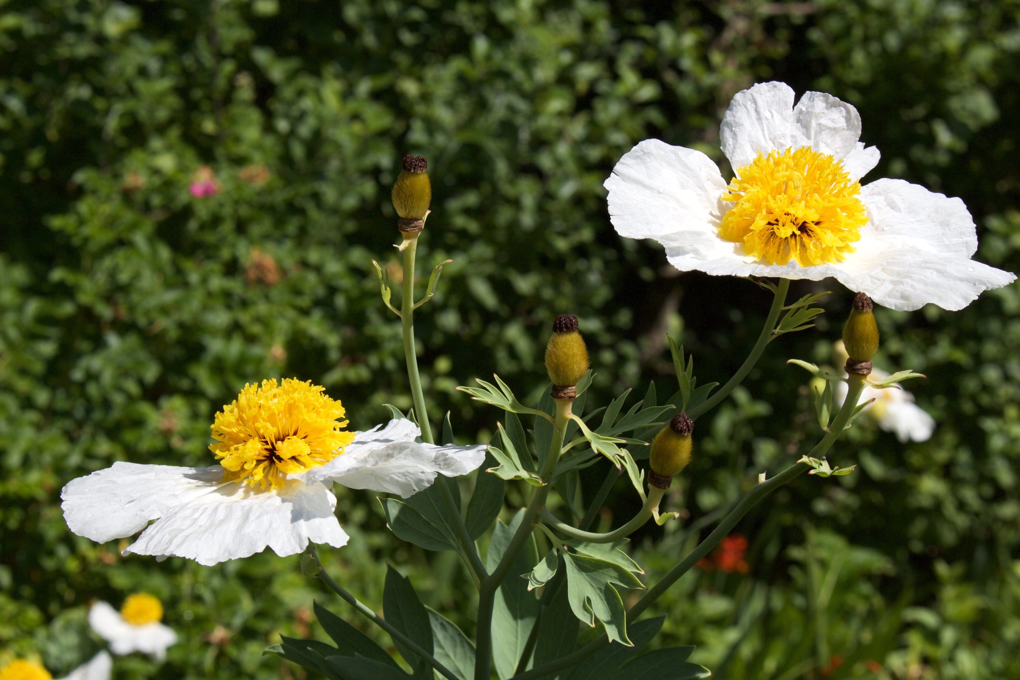 Romneya coulteri – Ballyrobert Gardens