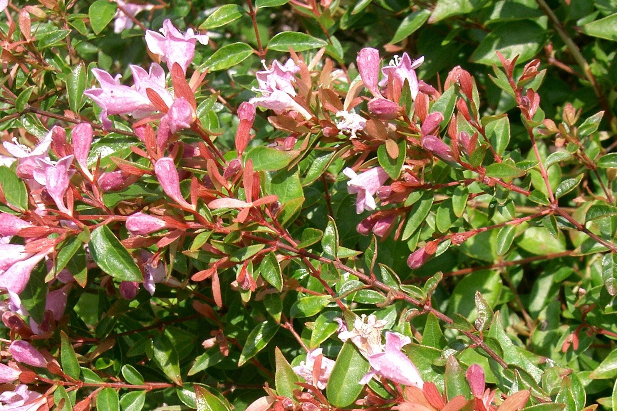 Abelia 'Edward Goucher' – Ballyrobert Gardens