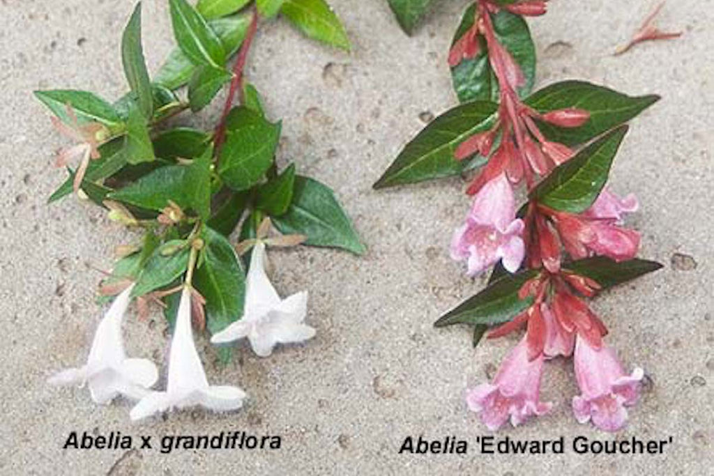 Abelia x grandiflora – Ballyrobert Gardens
