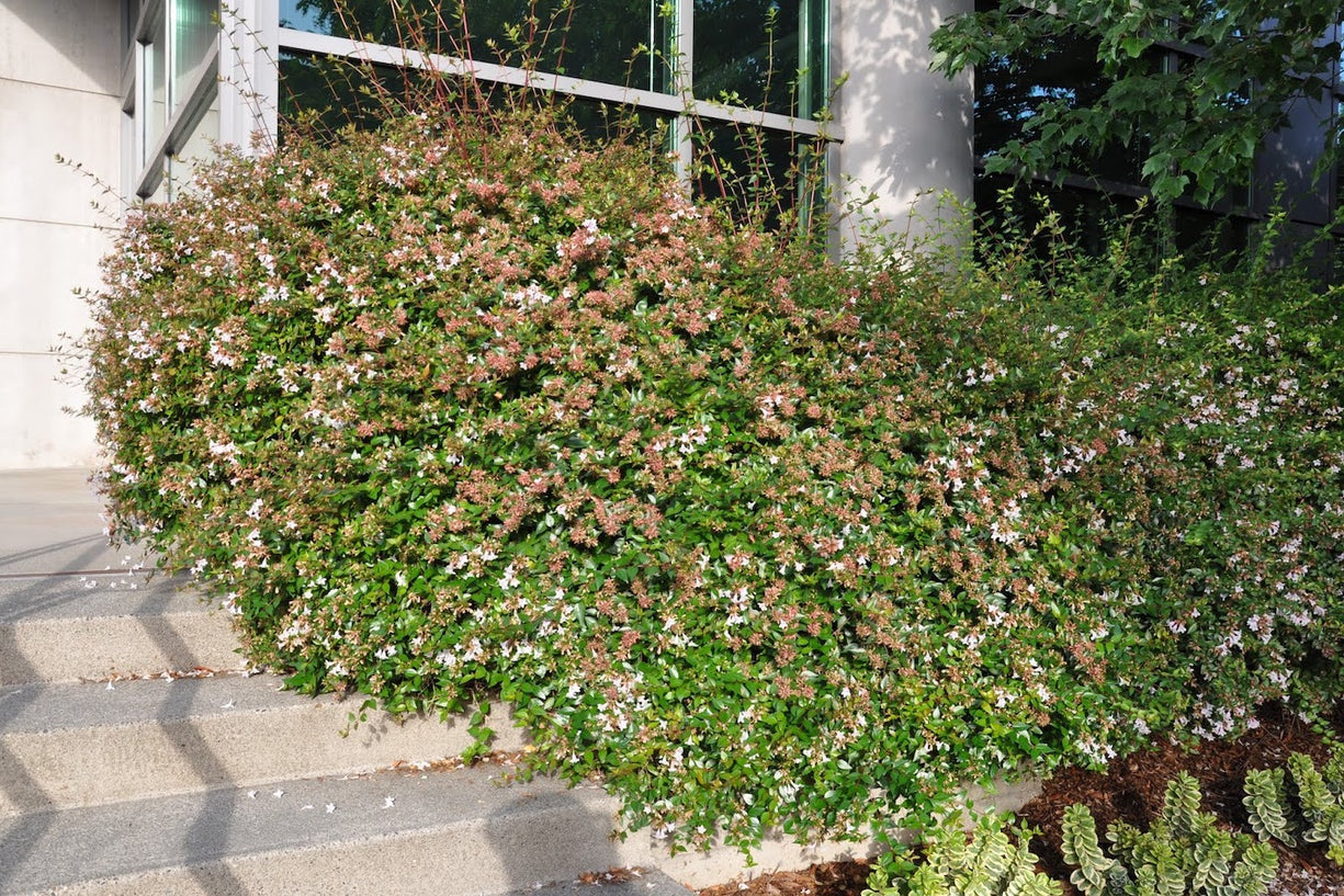 All plants – Ballyrobert Gardens