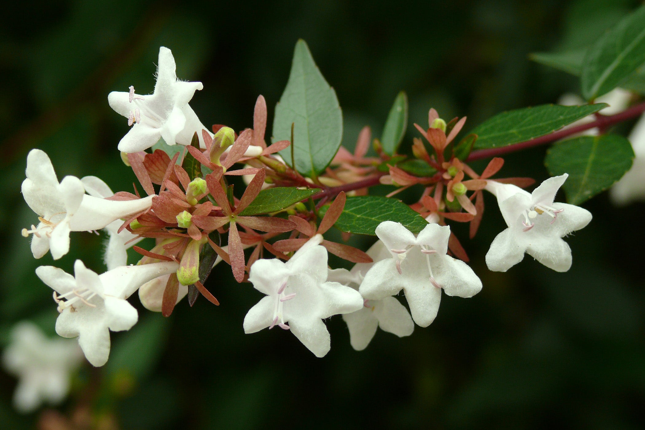 Abelia x grandiflora – Ballyrobert Gardens
