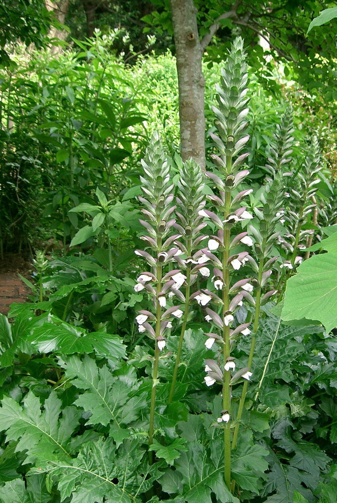 Acanthus mollis – Ballyrobert Gardens
