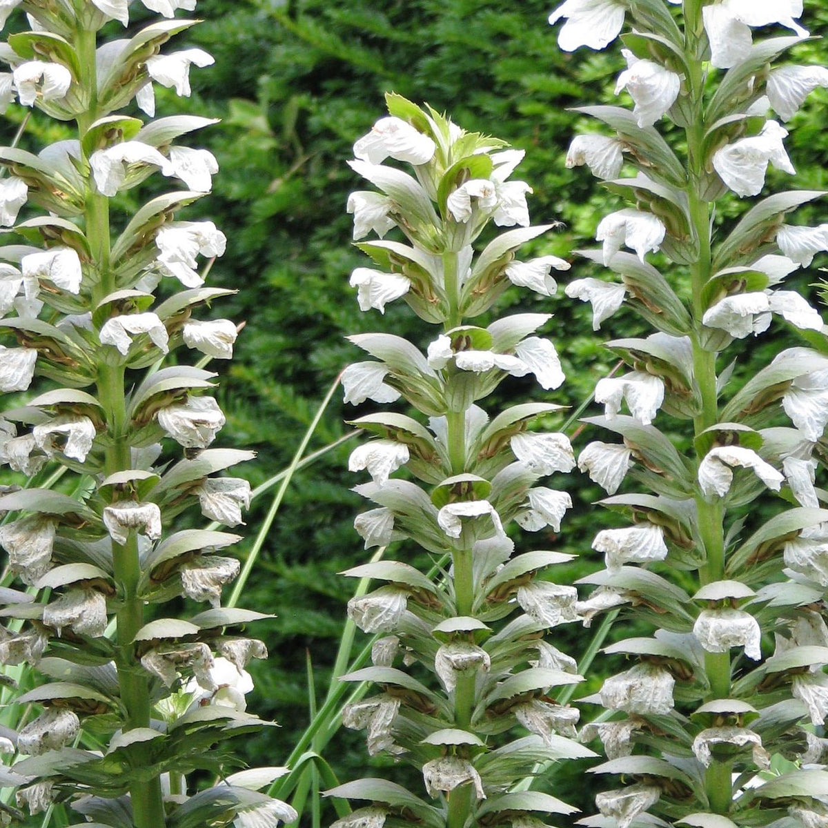 Acanthus mollis (Latifolius Group) 'Rue Ledan' – Ballyrobert Gardens