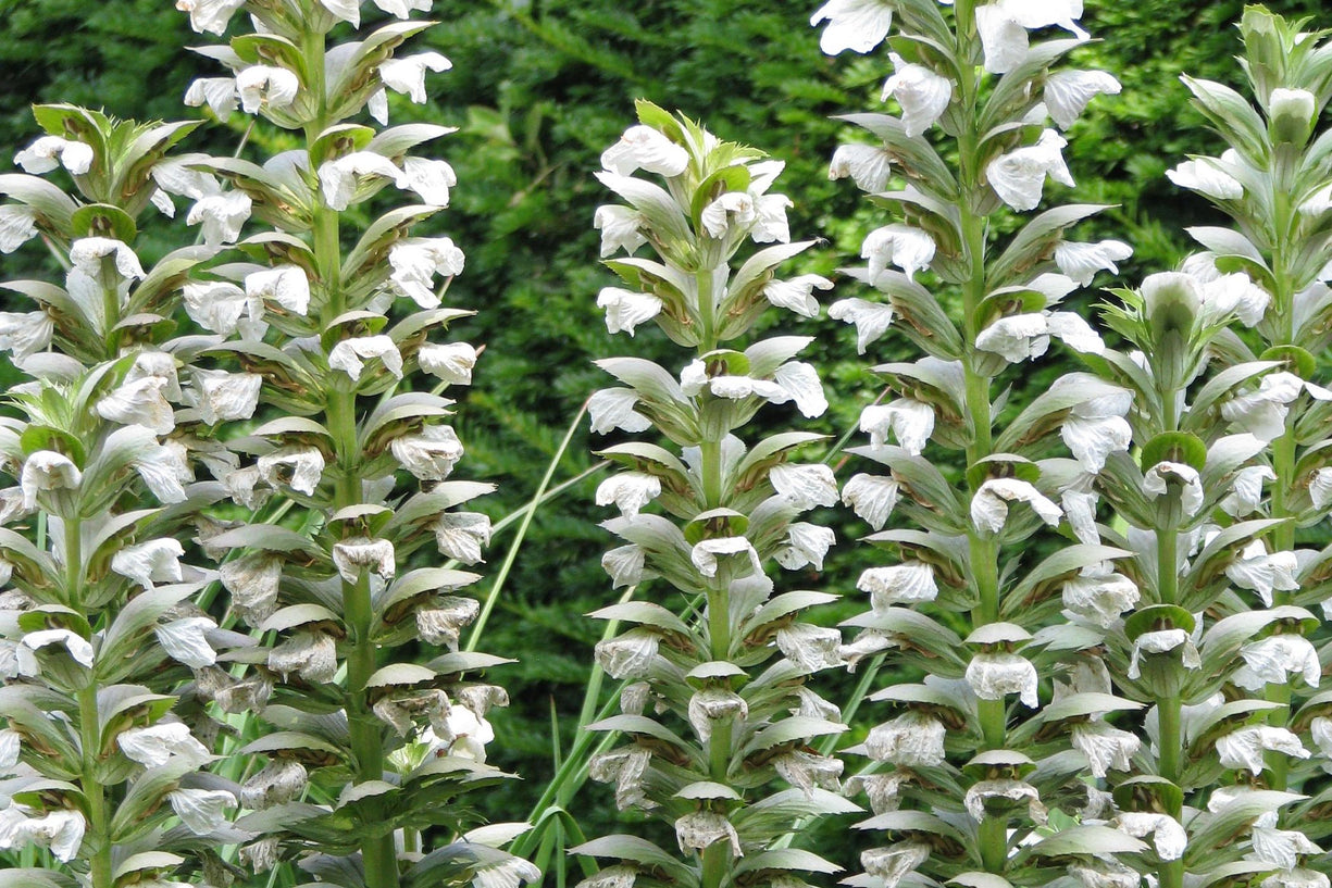 Acanthus mollis (Latifolius Group) 'Rue Ledan' – Ballyrobert Gardens