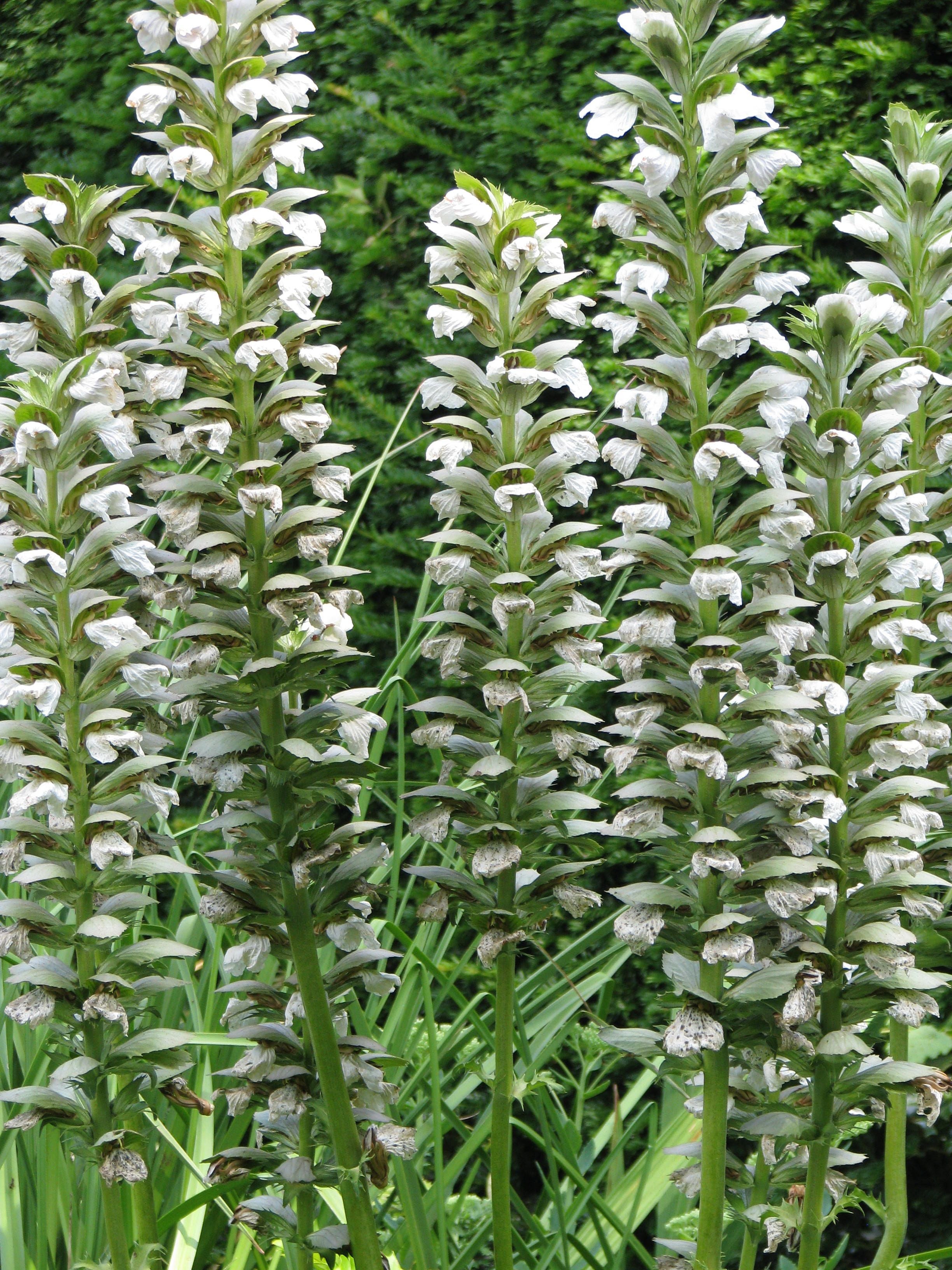 Acanthus mollis (Latifolius Group) 'Rue Ledan' – Ballyrobert Gardens