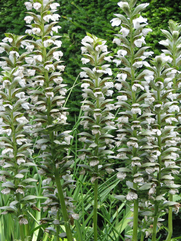 Acanthus mollis (Latifolius Group) 'Rue Ledan' – Ballyrobert Gardens