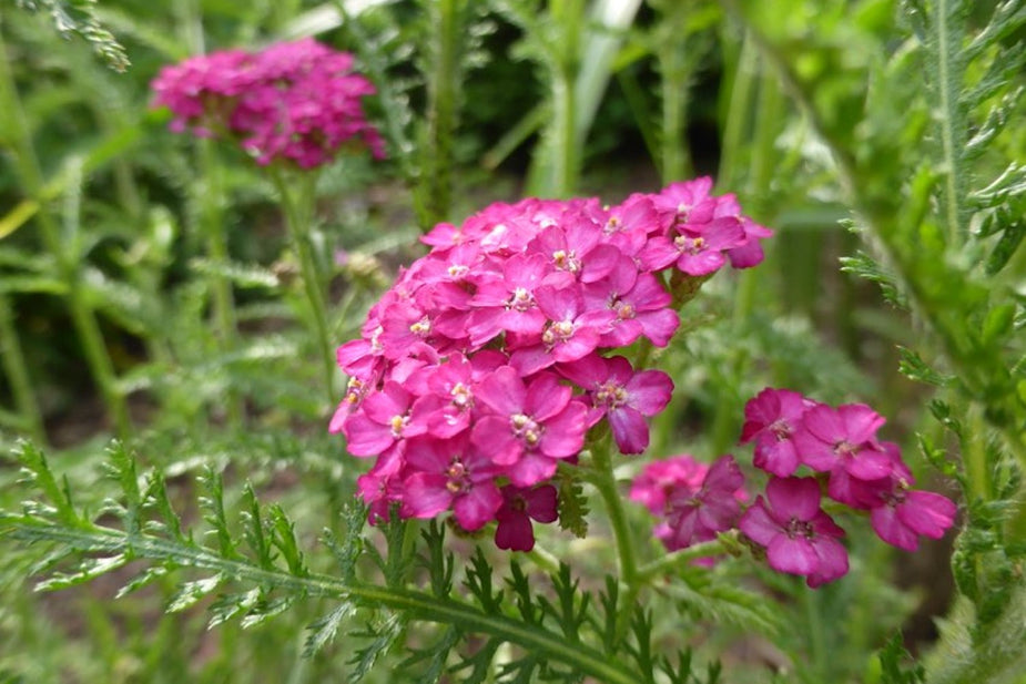 Plants – Tagged "Cut Flowers or Dried Flowers" – Ballyrobert Gardens