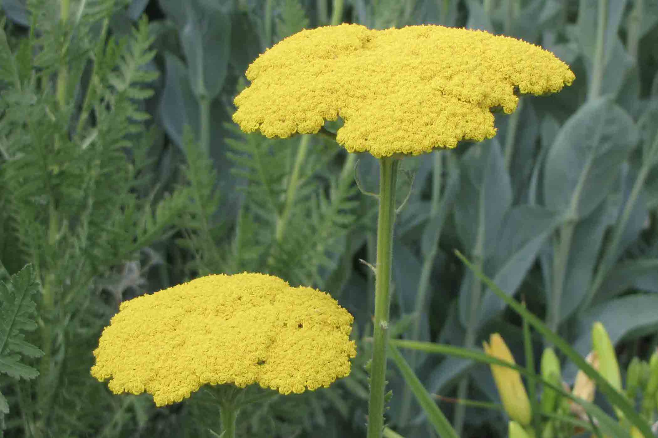 Achillea filipendulina 'Gold Plate' – Ballyrobert Gardens