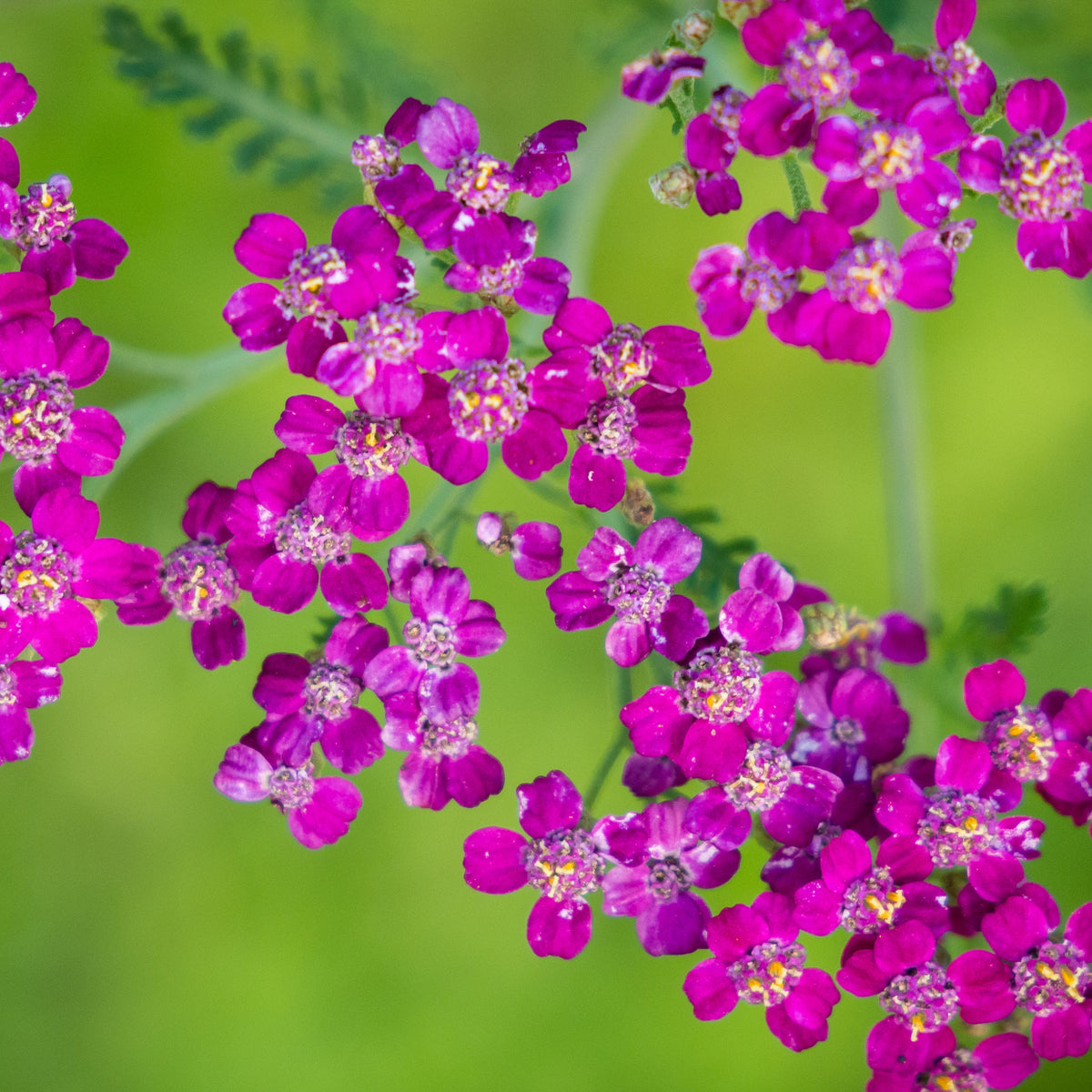 Achillea millefolium 'Cerise Queen' – Ballyrobert Gardens