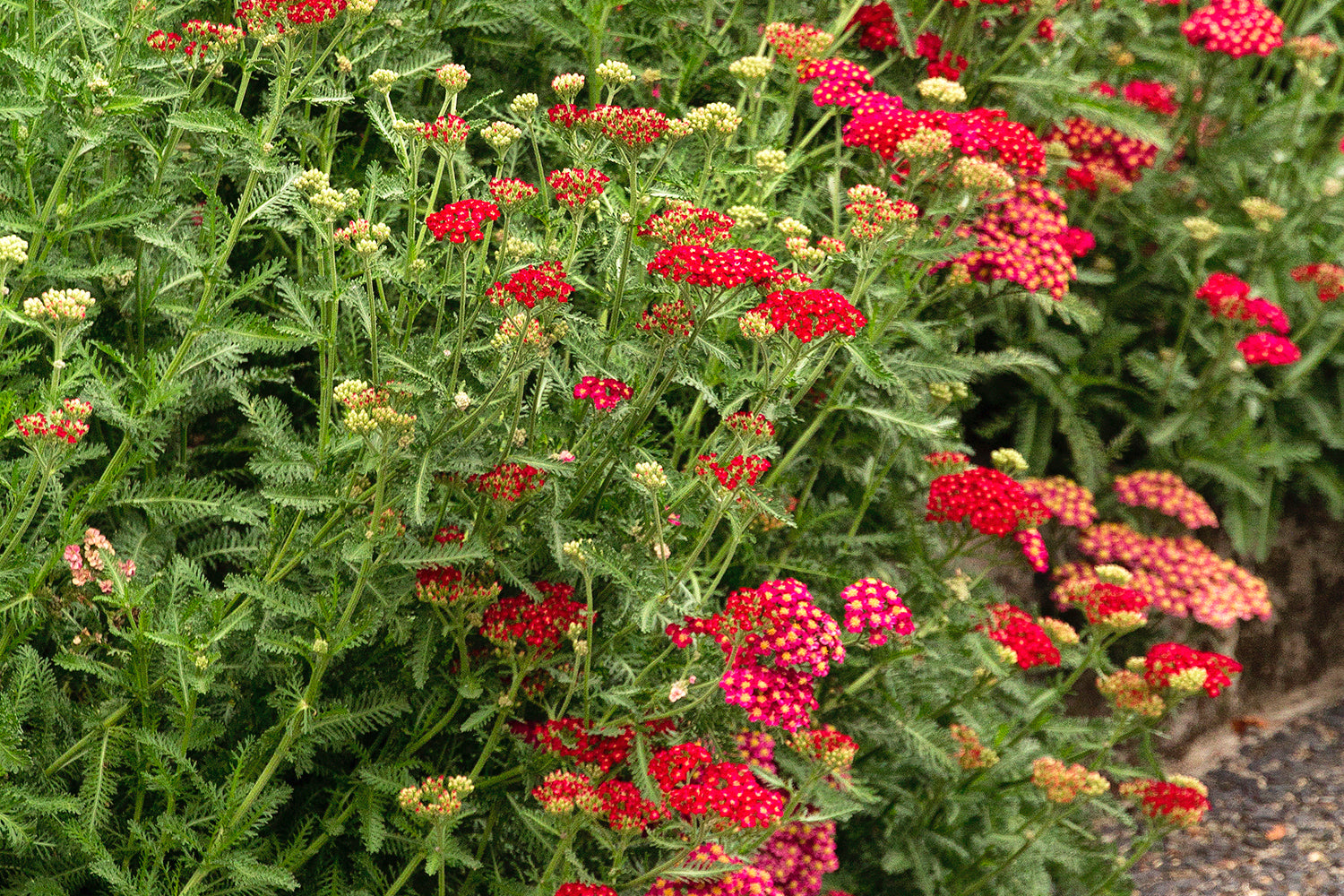 Achillea millefolium 'Red Velvet' – Ballyrobert Gardens