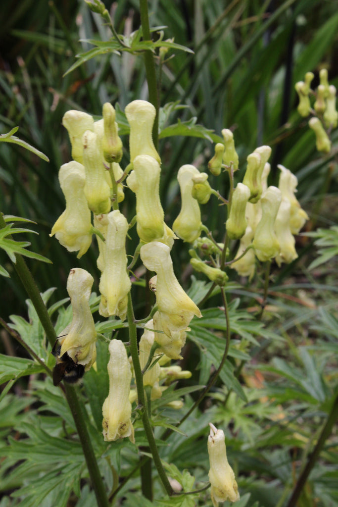 Aconitum lycoctonum subsp. vulparia – Ballyrobert Gardens