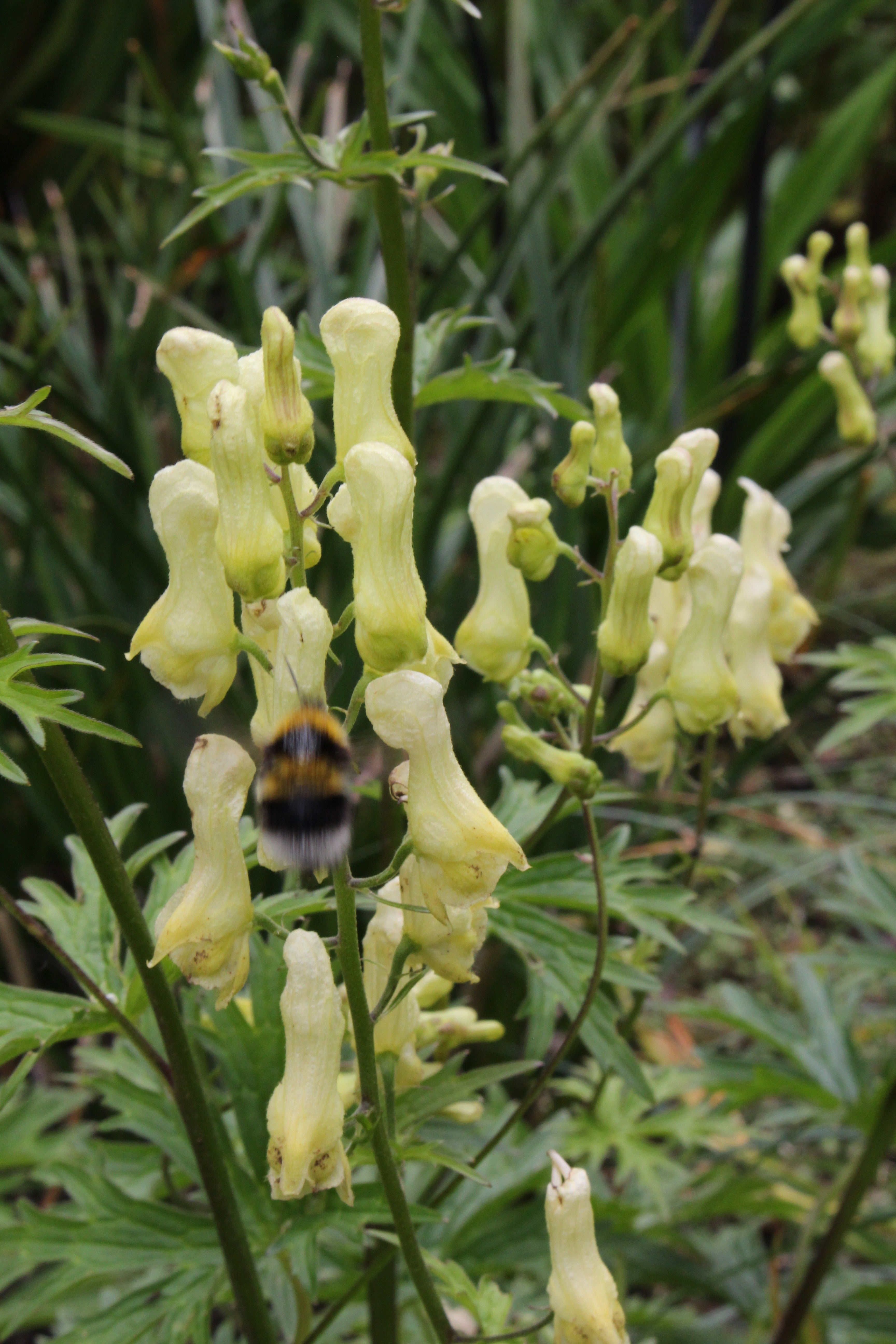 Aconitum lycoctonum subsp. vulparia – Ballyrobert Gardens