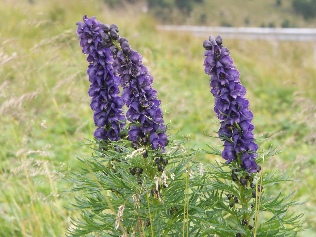 Aconitum Fischeri