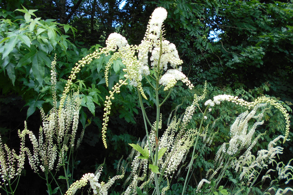 Actaea racemosa – Ballyrobert Gardens
