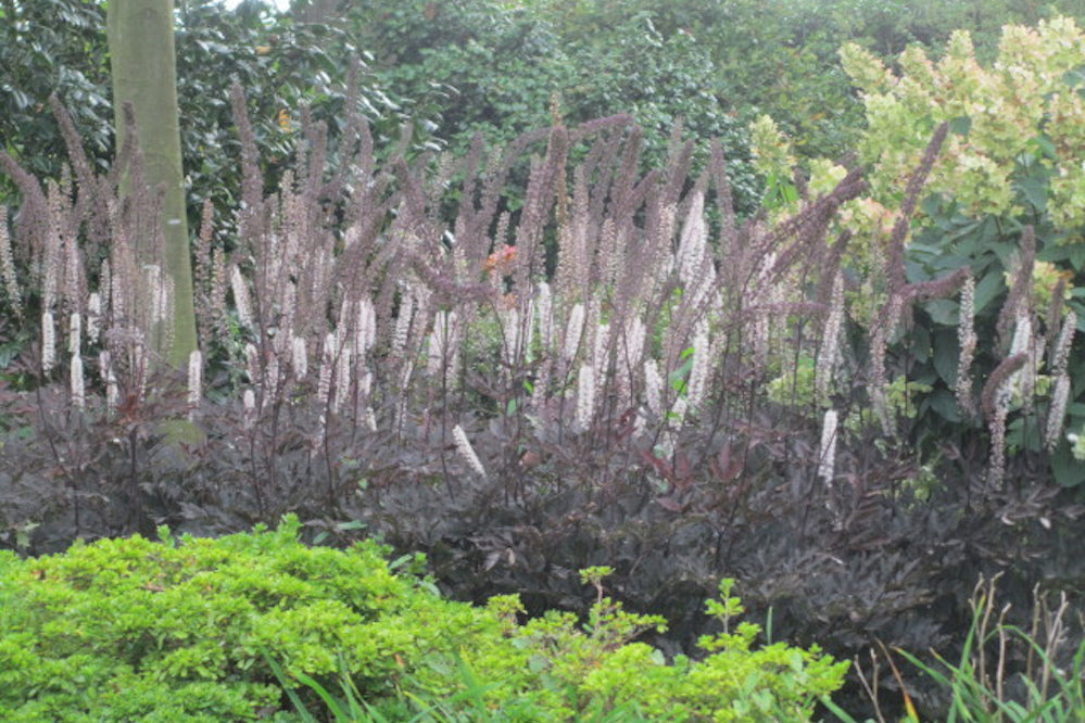 actaea simplex brunette agm