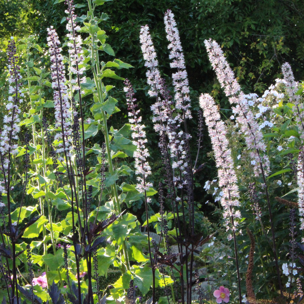 Actaea simplex (Atropurpurea Group) 'James Compton' – Ballyrobert Gardens