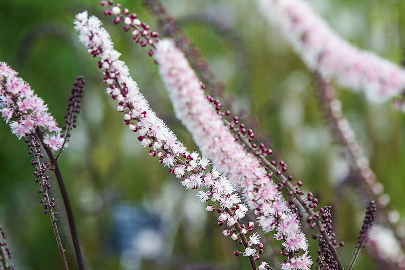 actaea simplex pink spike