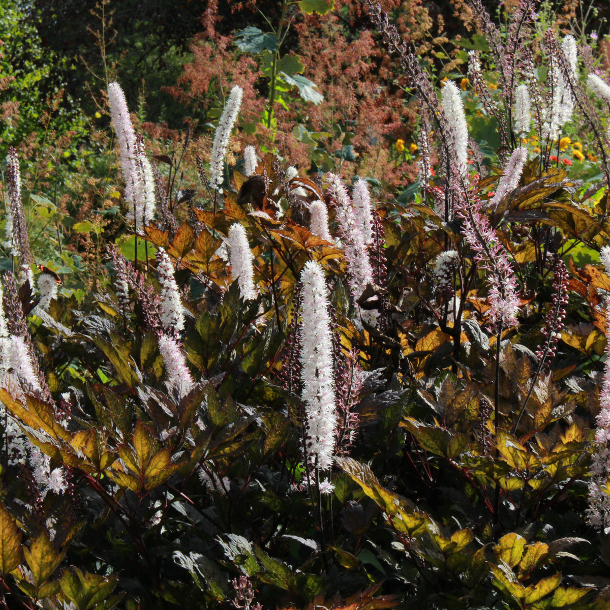 Actaea simplex (Atropurpurea Group) 'Brunette' – Ballyrobert Gardens