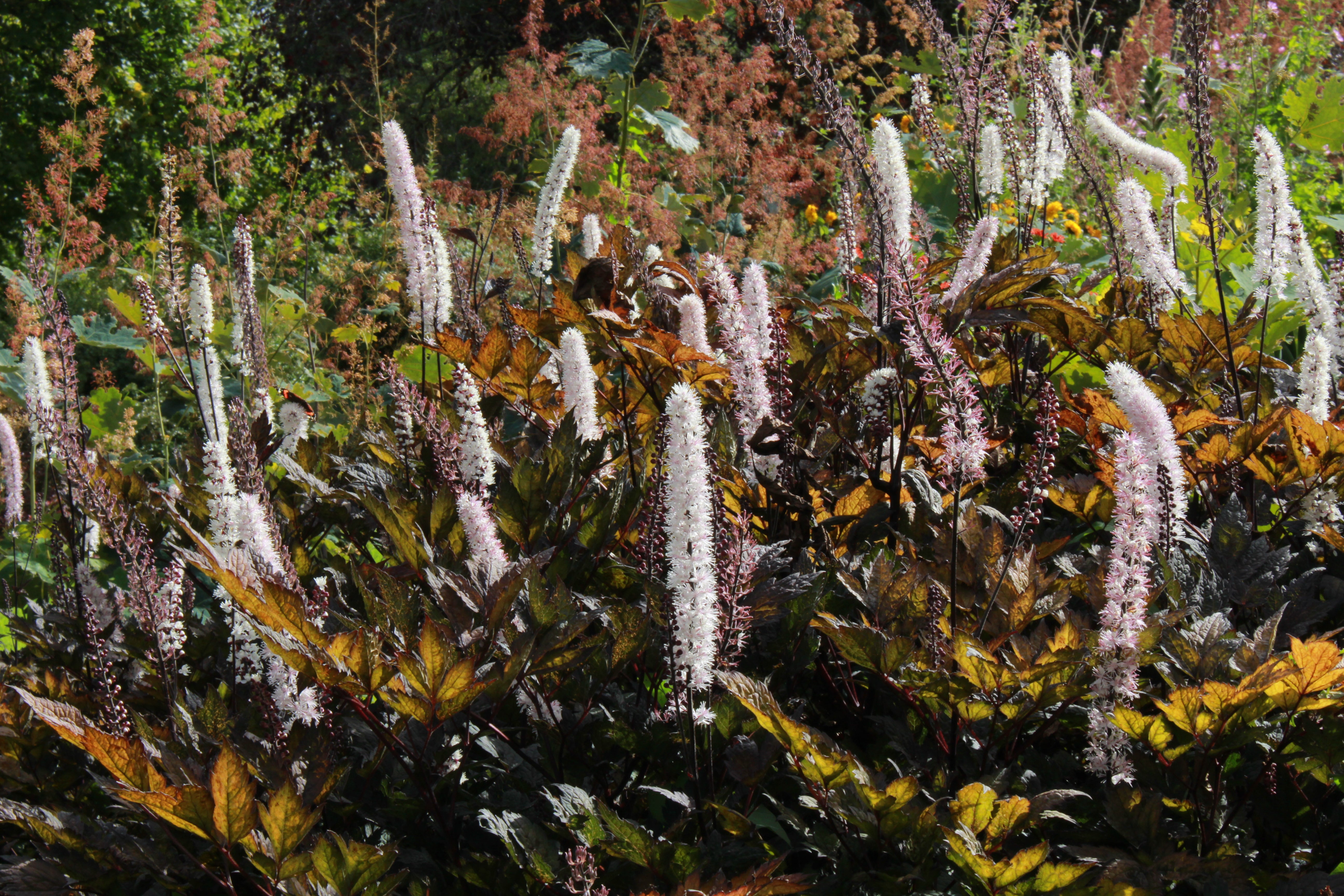 Actaea simplex (Atropurpurea Group) 'Brunette' – Ballyrobert Gardens