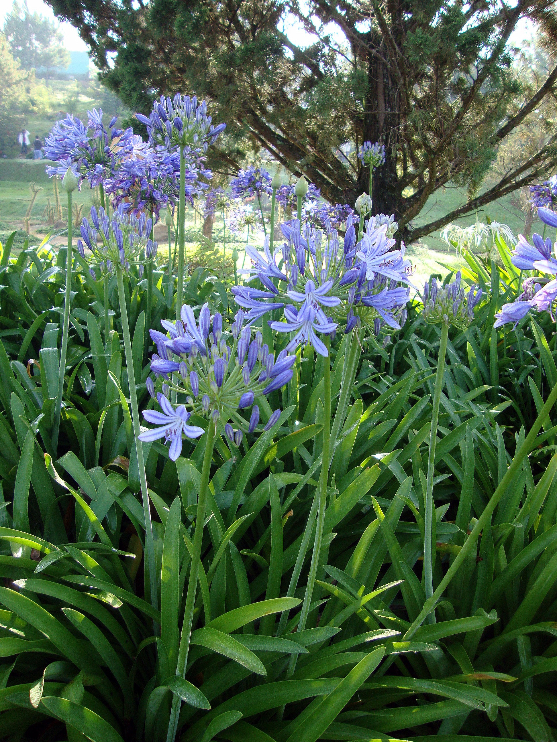 Agapanthus africanus – Ballyrobert Gardens