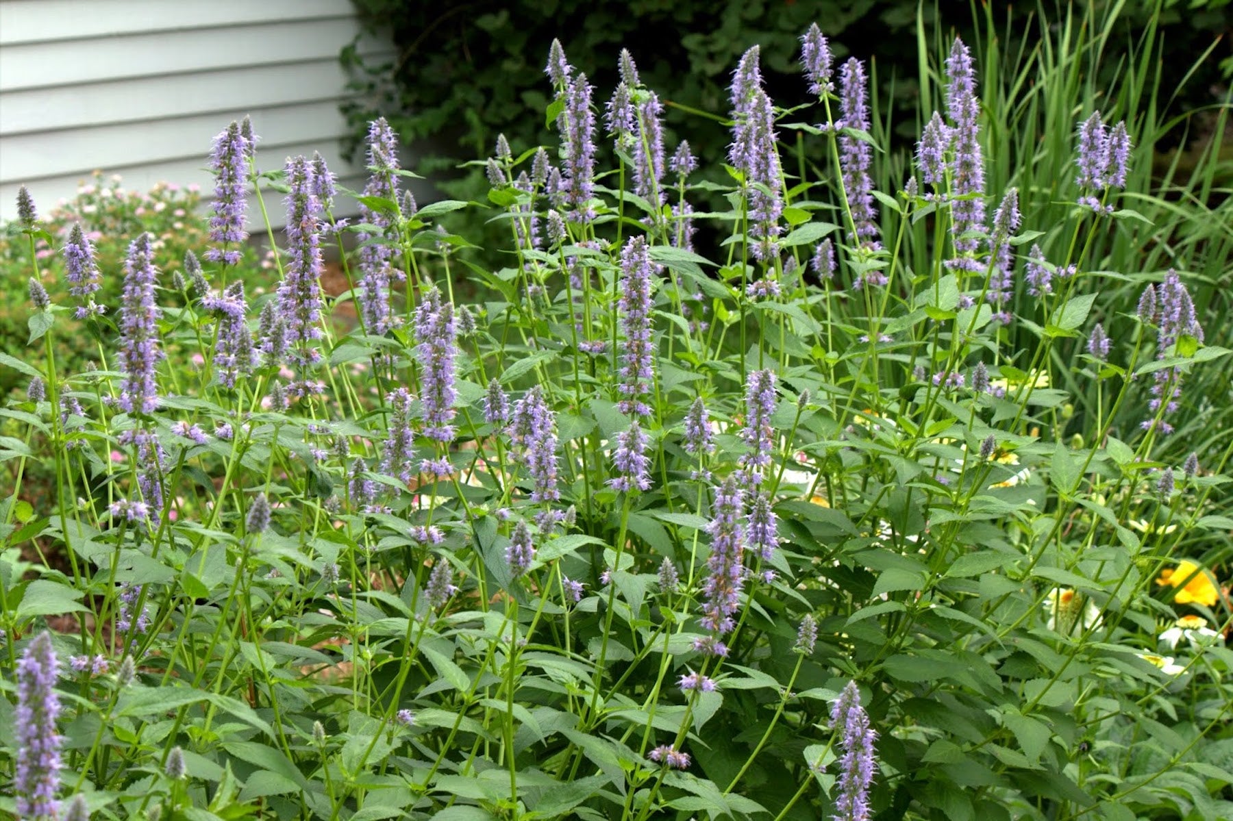 Agastache 'Blue Fortune' – Ballyrobert Gardens
