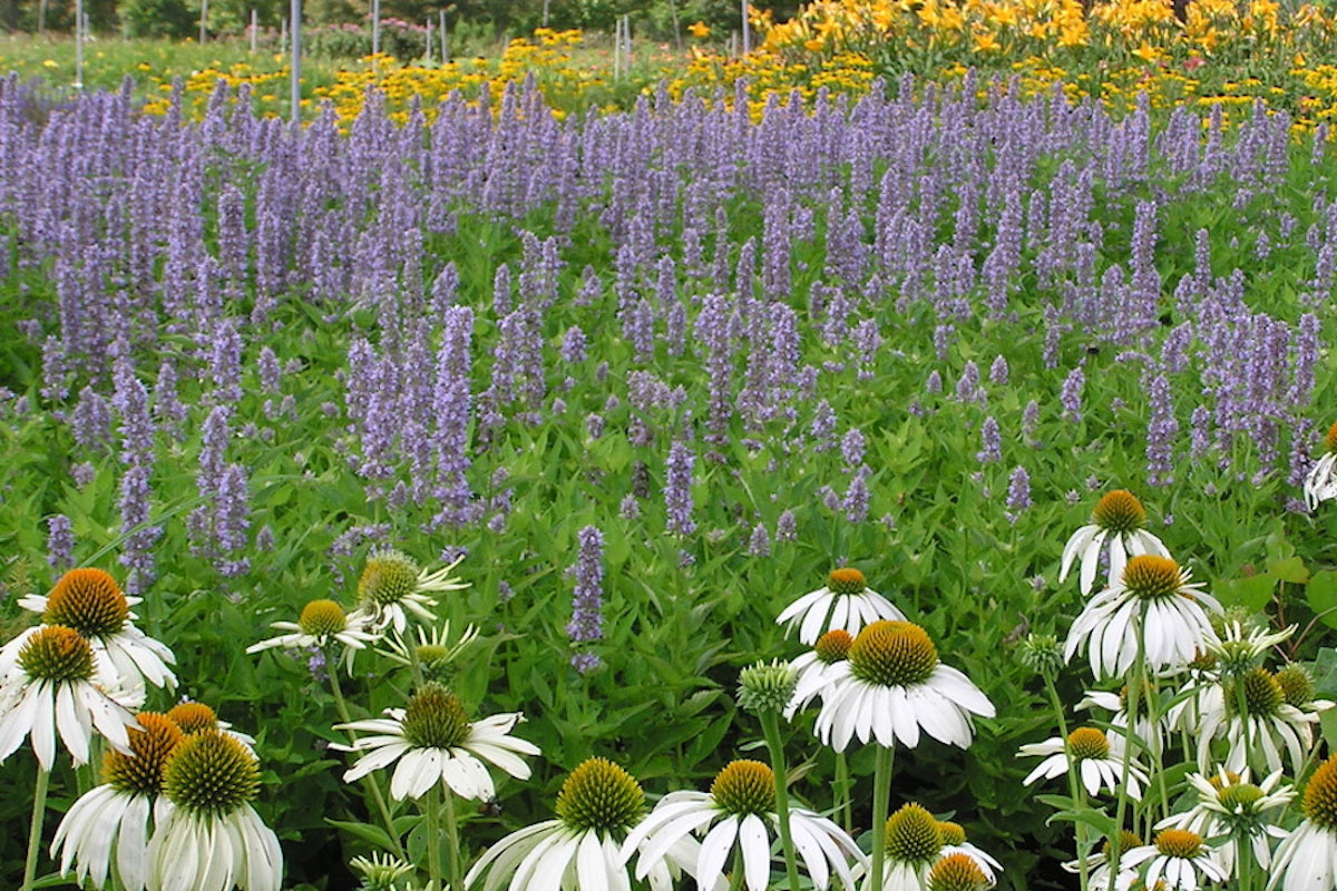 Agastache 'Blue Fortune' – Ballyrobert Gardens