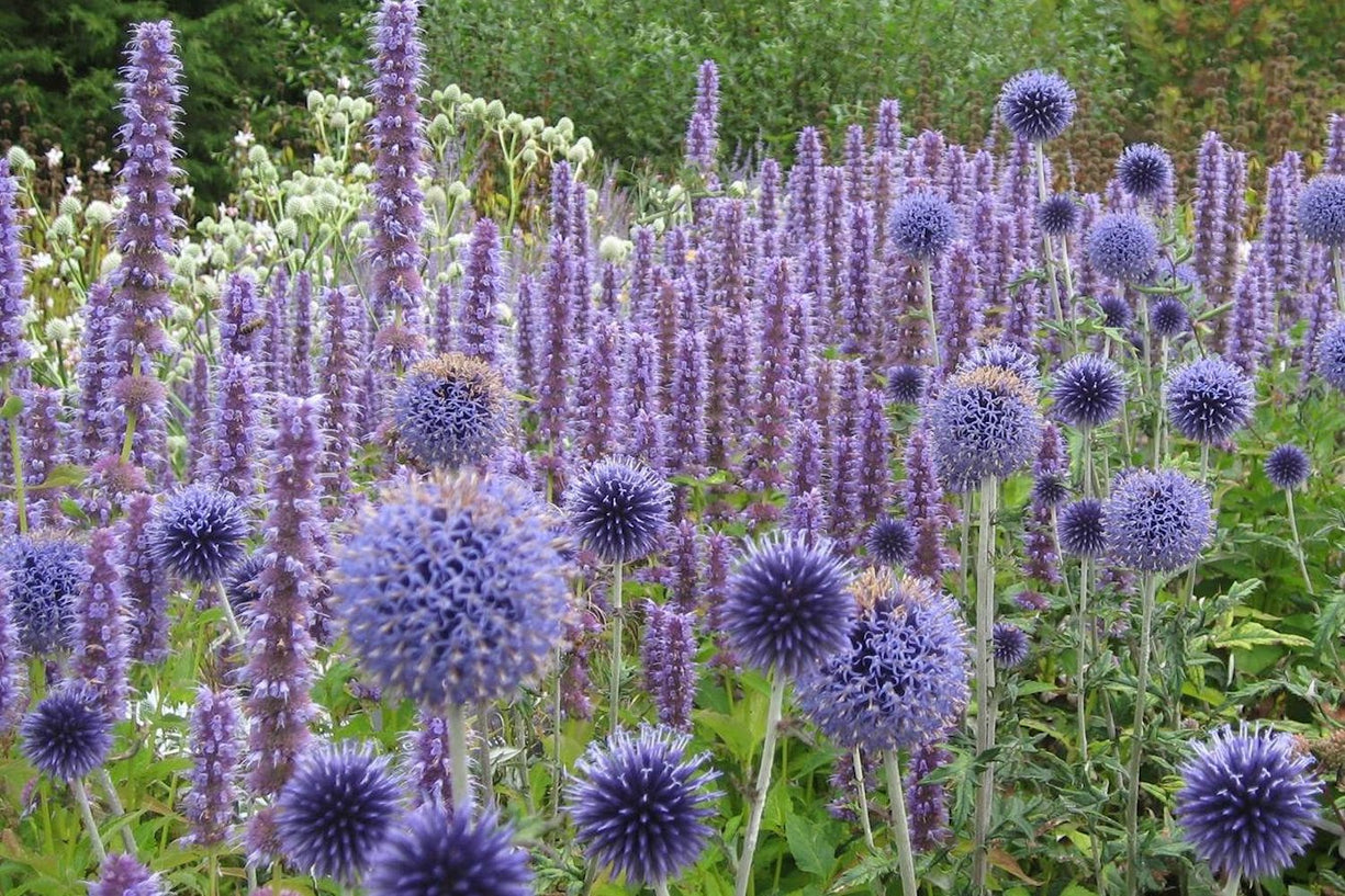 Agastache 'Blue Fortune' – Ballyrobert Gardens