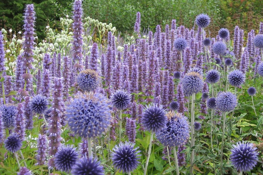 Agastache 'Blue Fortune' – Ballyrobert Gardens