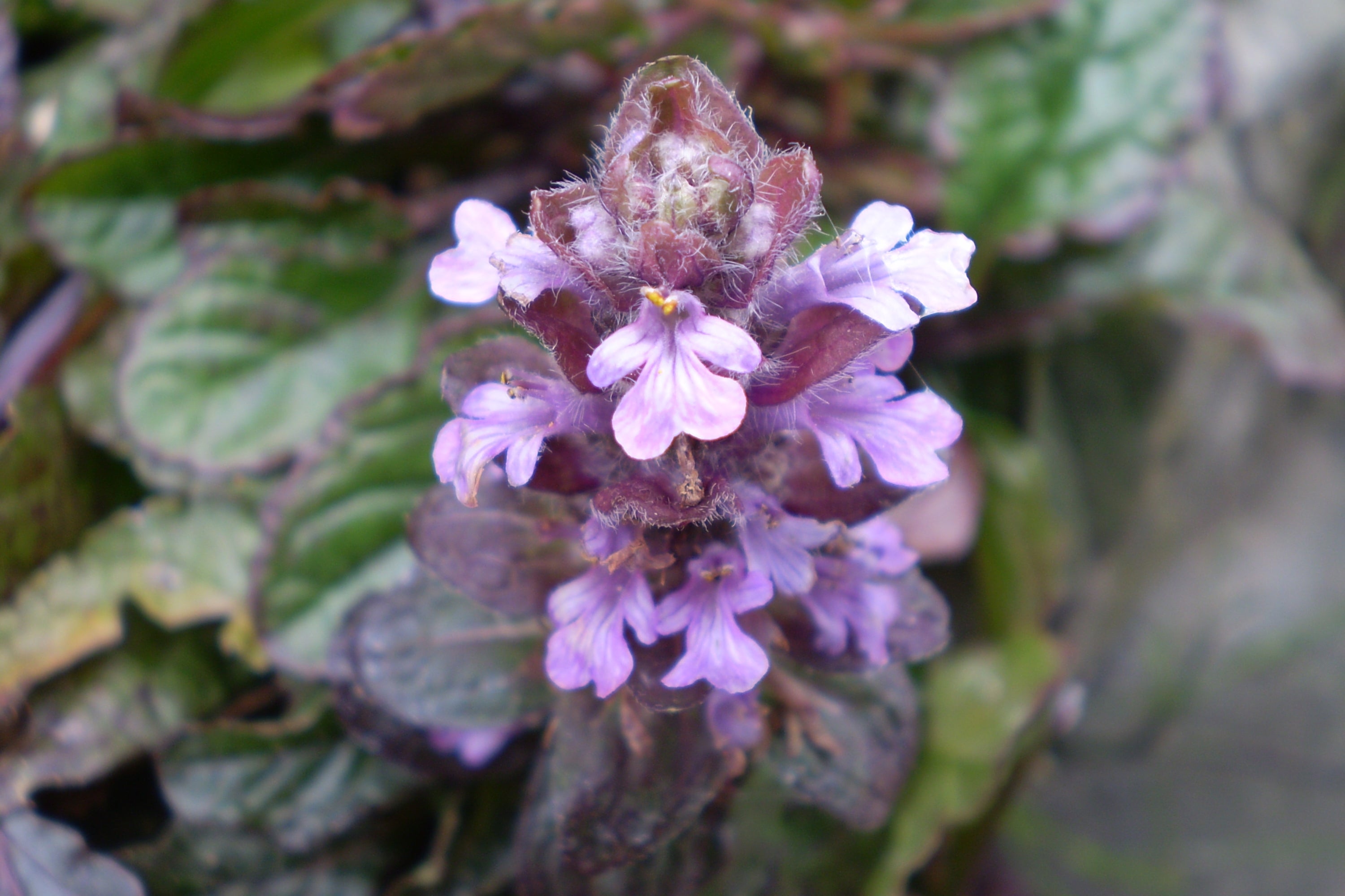 Ajuga reptans 'Atropurpurea' – Ballyrobert Gardens