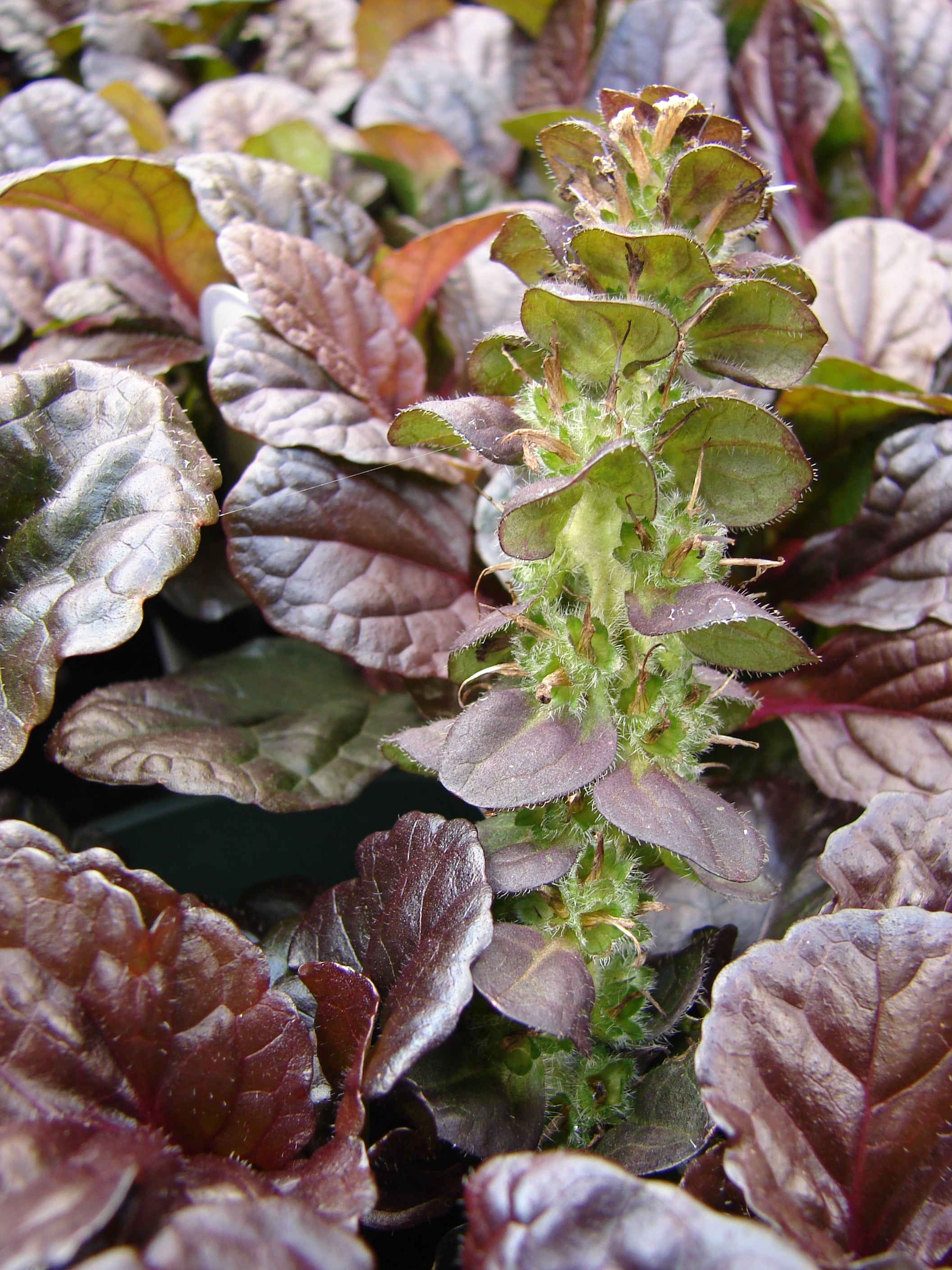 Ajuga reptans 'Mahogany' – Ballyrobert Gardens