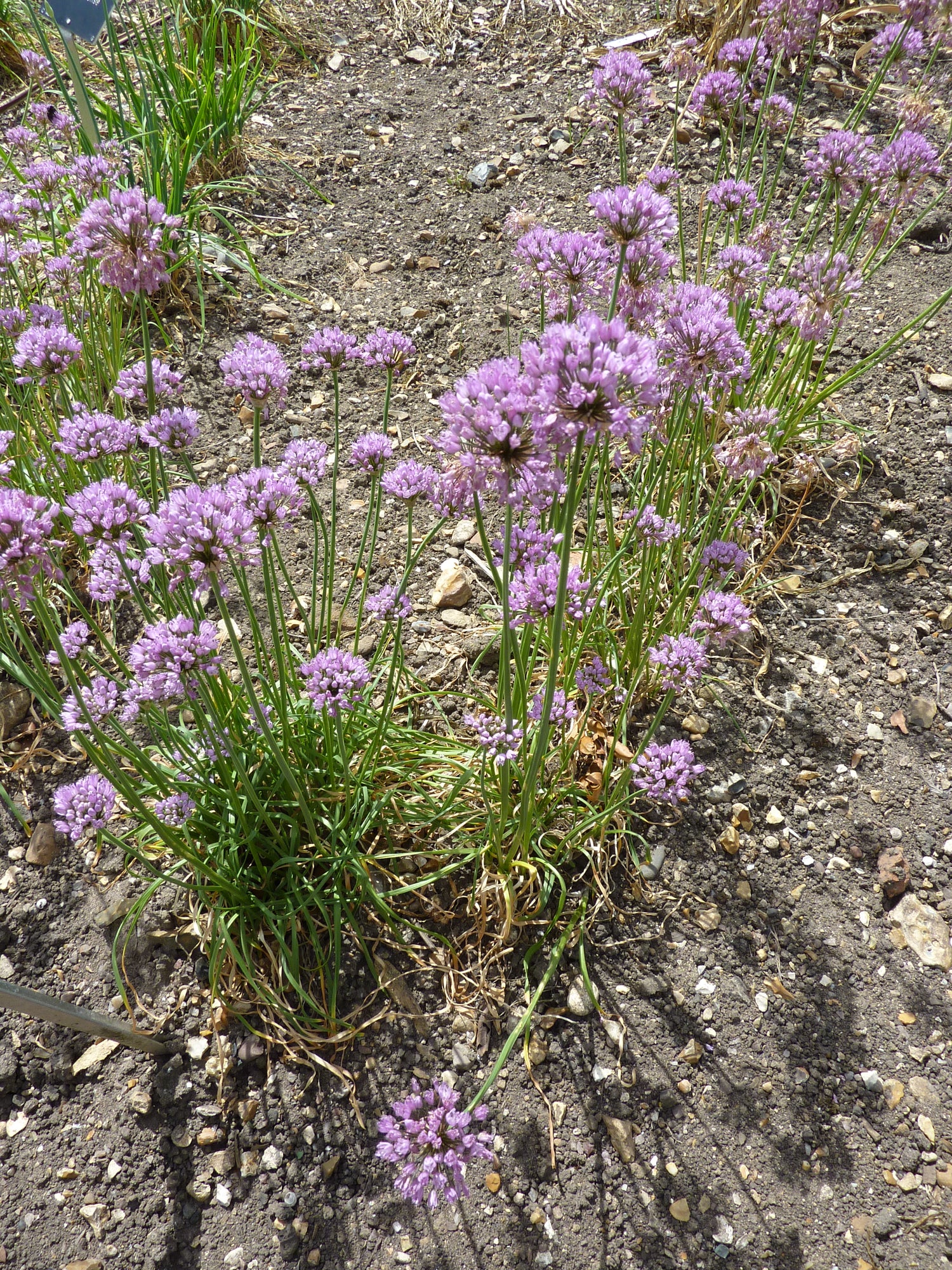 Allium angulosum – Ballyrobert Gardens