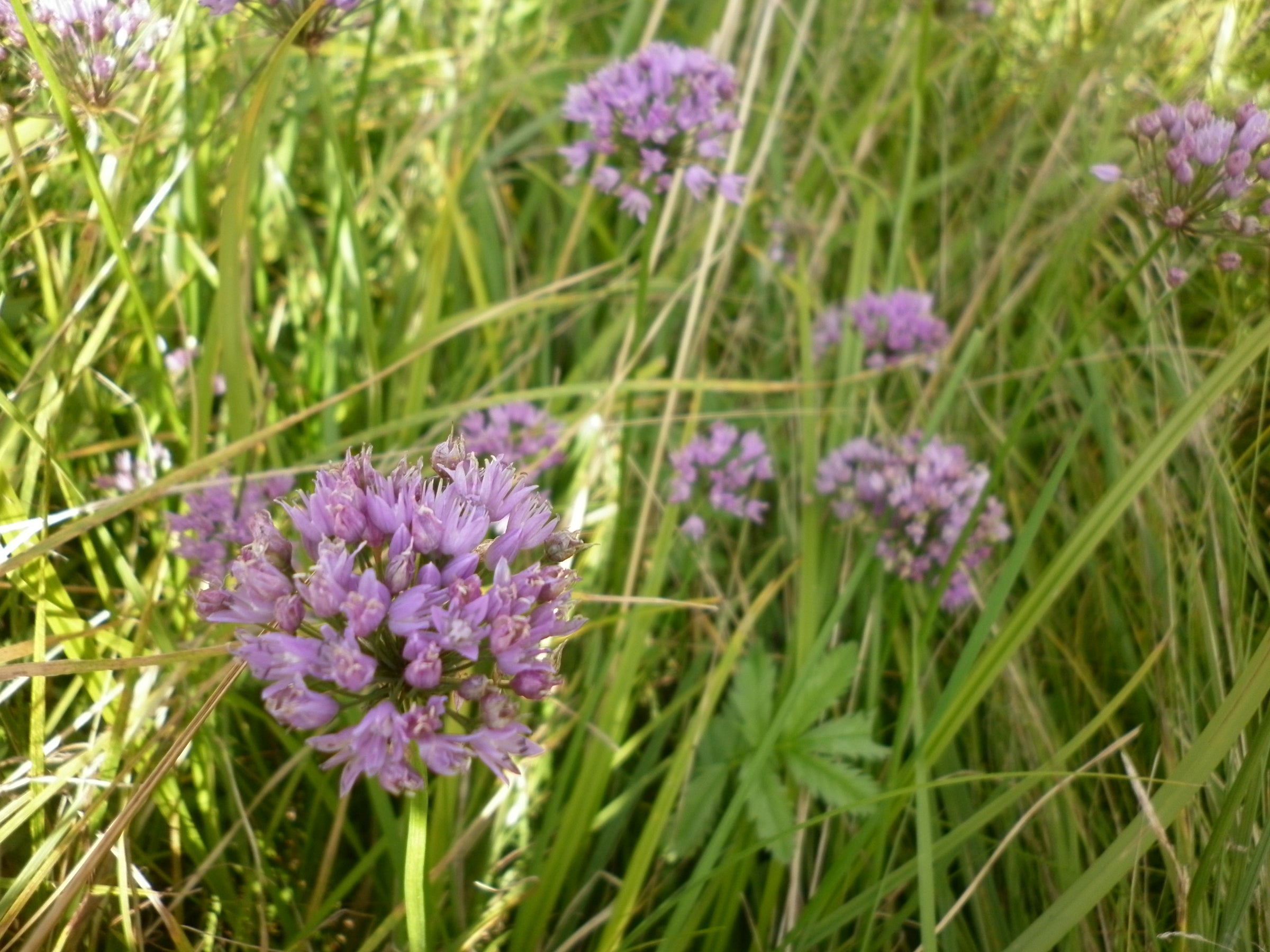 Allium angulosum – Ballyrobert Gardens