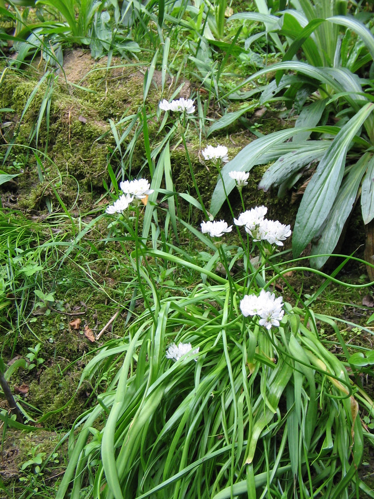 Allium neapolitanum – Ballyrobert Gardens