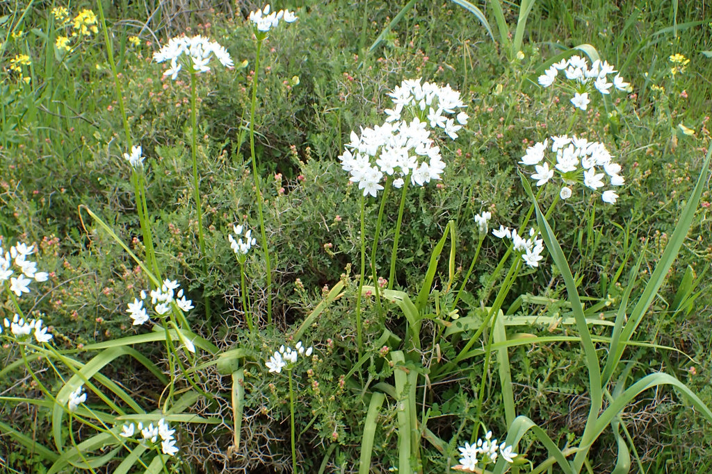 Allium neapolitanum – Ballyrobert Gardens