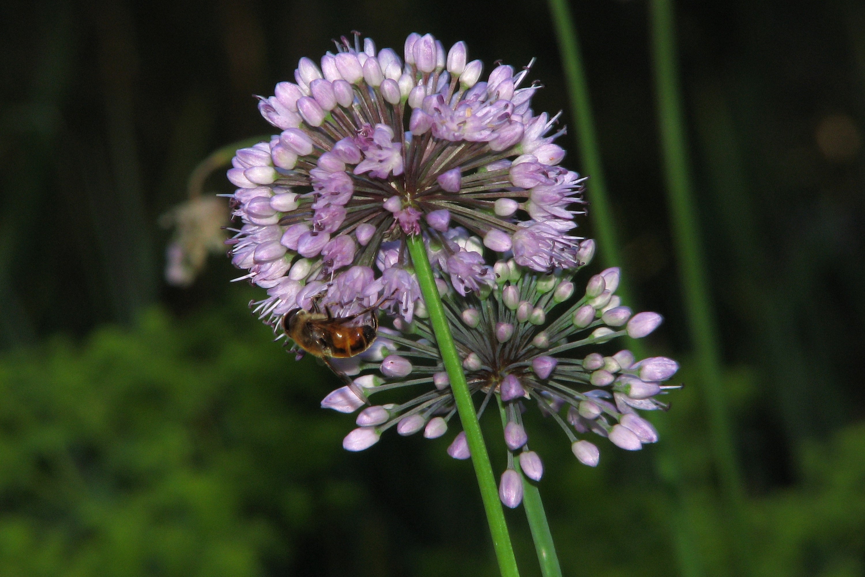 Allium senescens – Ballyrobert Gardens