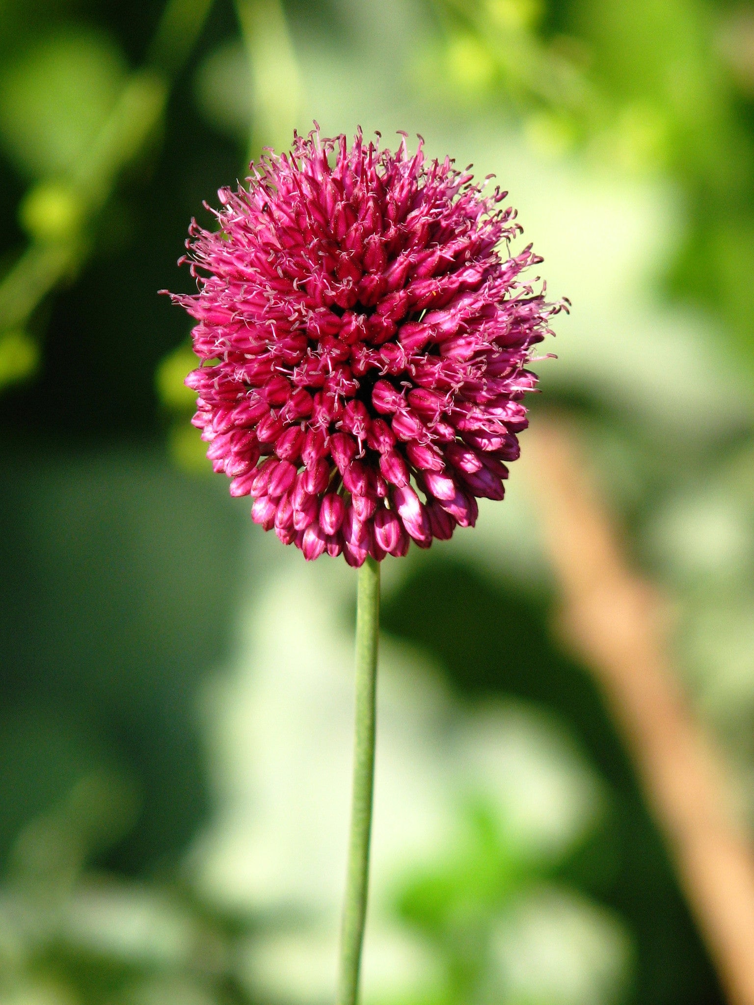 Allium sphaerocephalon – Ballyrobert Gardens