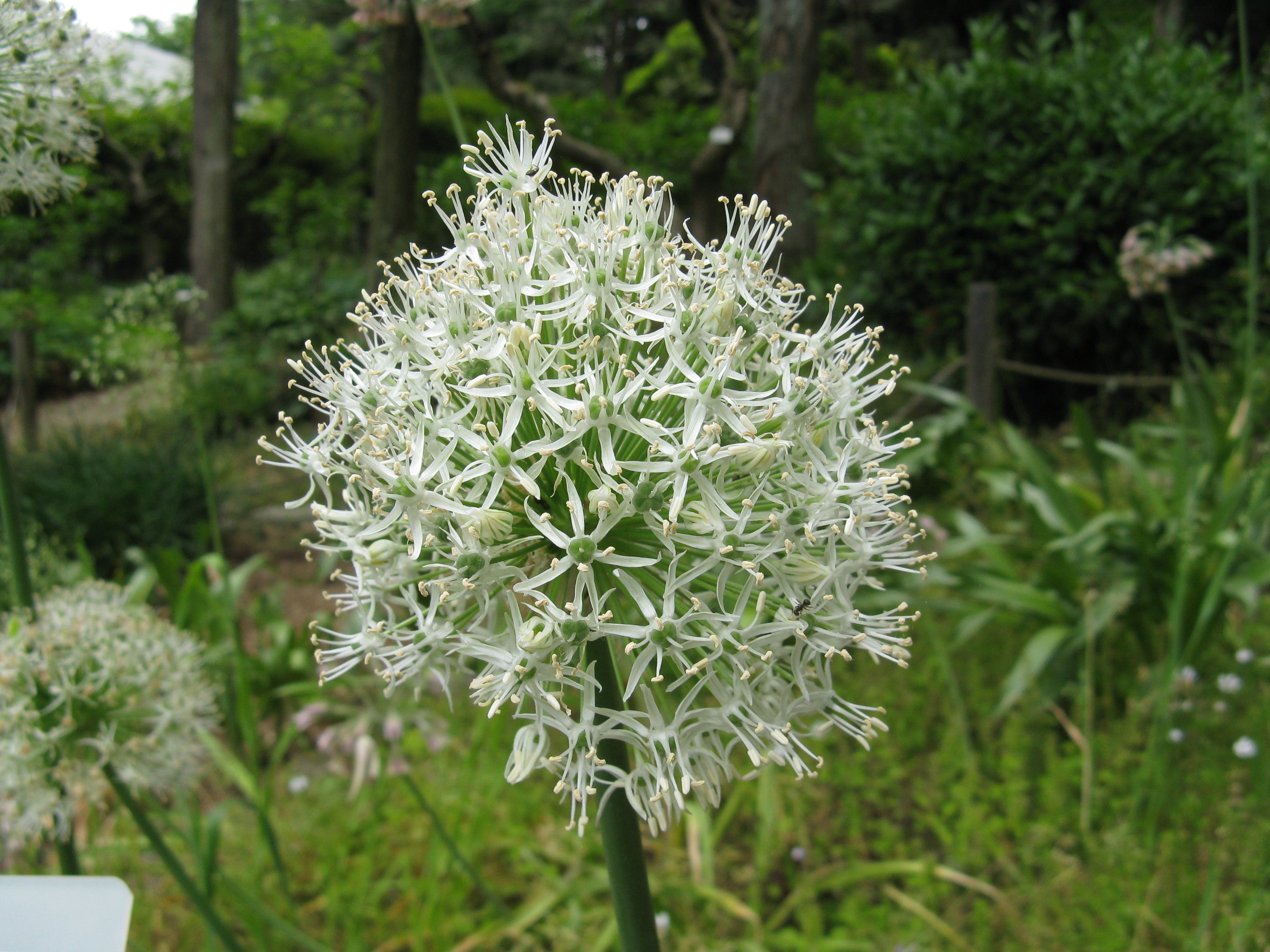 Allium stipitatum 'Mount Everest' – Ballyrobert Gardens