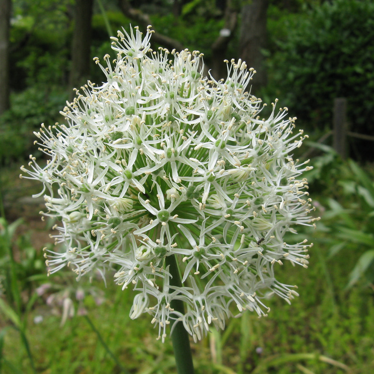 Allium stipitatum 'Mount Everest' – Ballyrobert Gardens