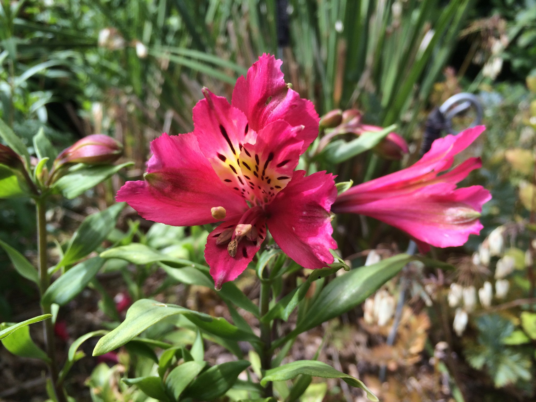 Alstroemeria INCA GLOW 'Koglow' – Ballyrobert Gardens