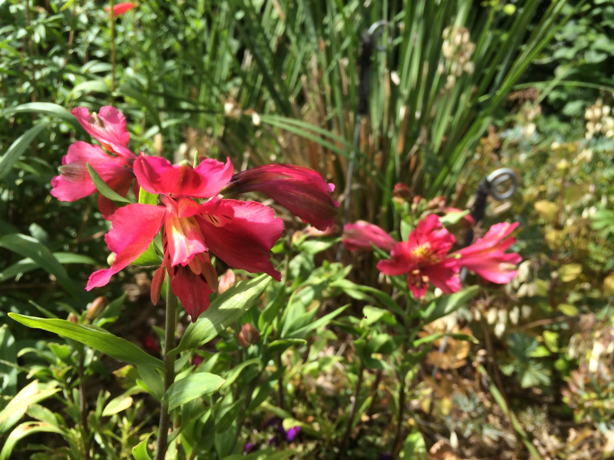 Alstroemeria INCA GLOW 'Koglow' – Ballyrobert Gardens